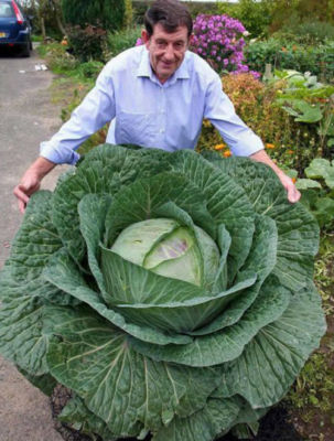 Seed HUGE O-S Cross Giant Cabbage 50 Seeds 70lb HEAD Garden | eBay
