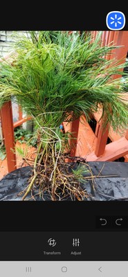 Eastern White Pine Tree Seedlings From MAINE Bare Root (100) 6 To 16 ...