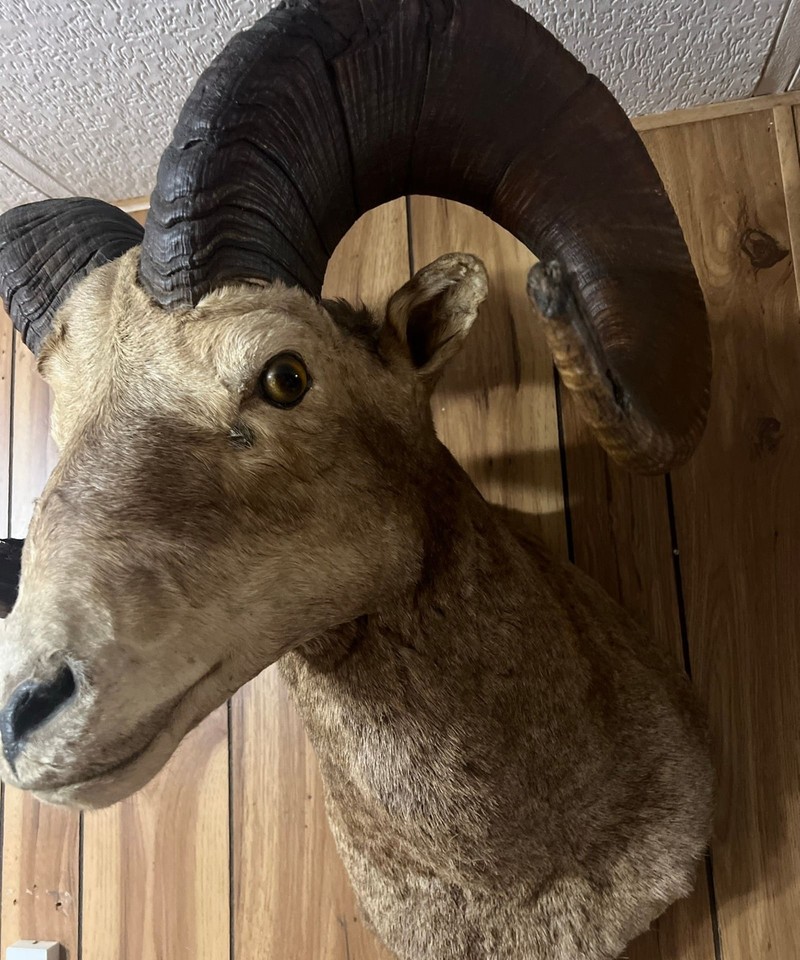 Bighorn Sheep Ram Shoulder Taxidermy Mount | eBay