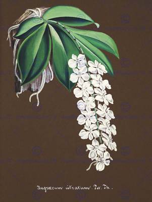 PAINTING BOOK PAGE ORCHID COLLECTION ANGRAECUM CITRATUM ART PRINT ...