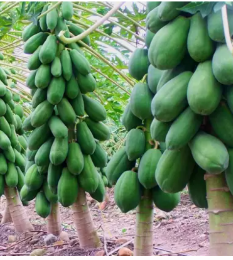 NEW NEW RED ROYALE PAPAYA Fruit plant Tree 5 SEEDS-Free Shipping (USA ...