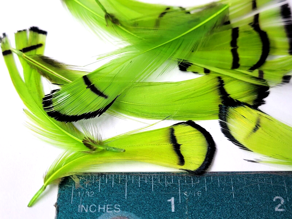 LADY AMHERST - PHEASANT TAIL FEATHERS - 1-2" - CHARTREUSE - Fly Tying ...