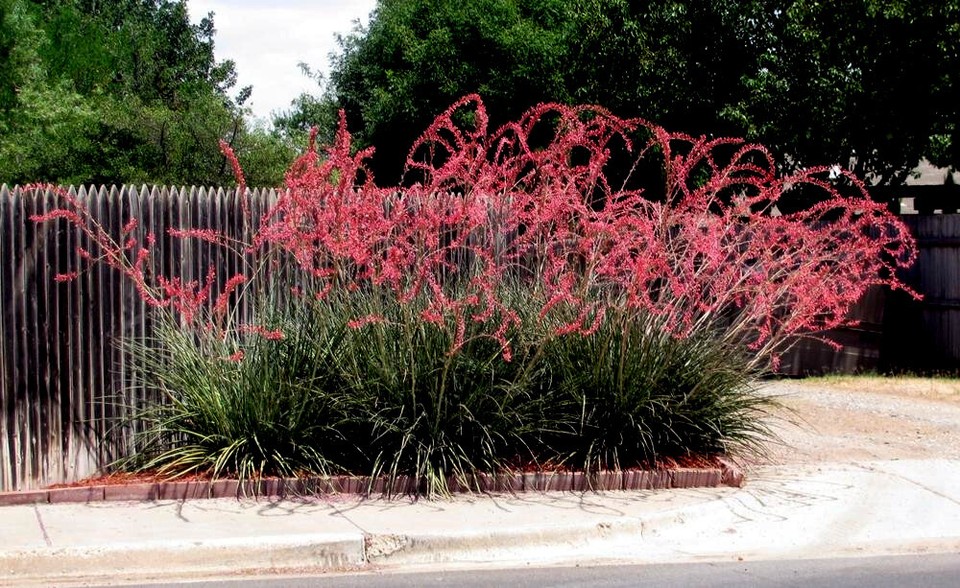 25 RED YUCCA SEEDS (Hesperaloe parviflora) Hummingbird & Butterfly ...