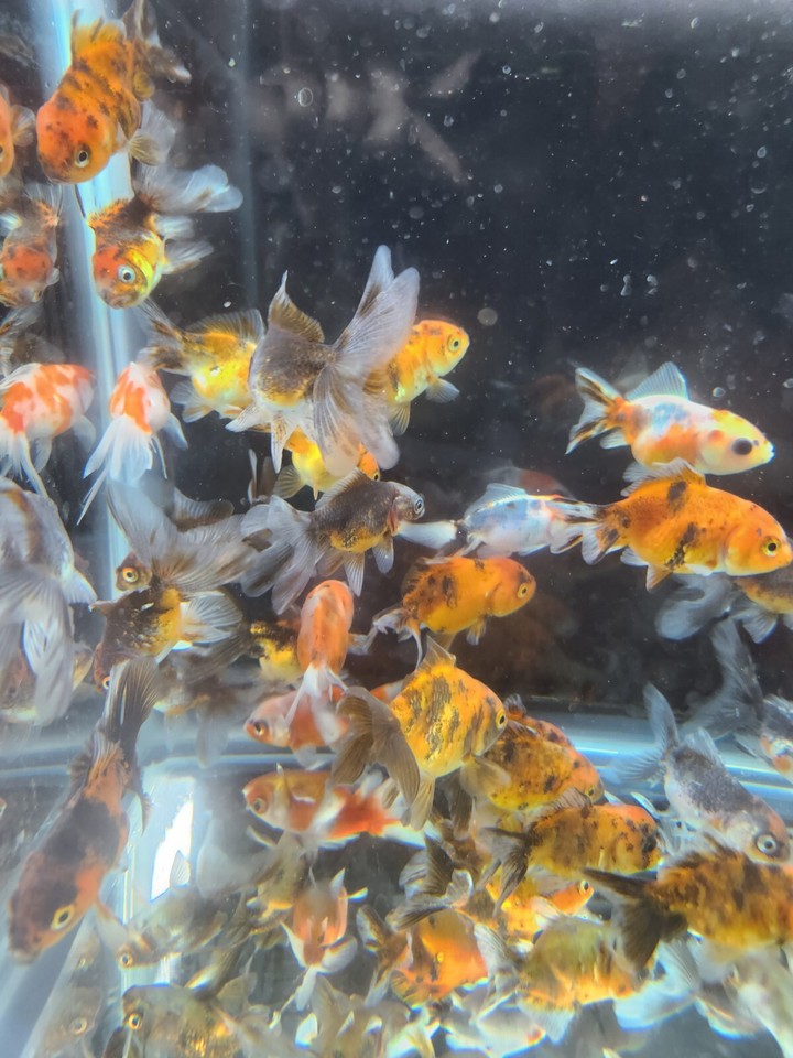 3 Pack 2.5"-3" Assorted ORANDA Fantail Goldfish Live Fish | eBay