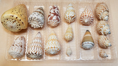 Colorful Collection of Cone & Bonnet Shells, most from Fiji. Lot N. 287 ...