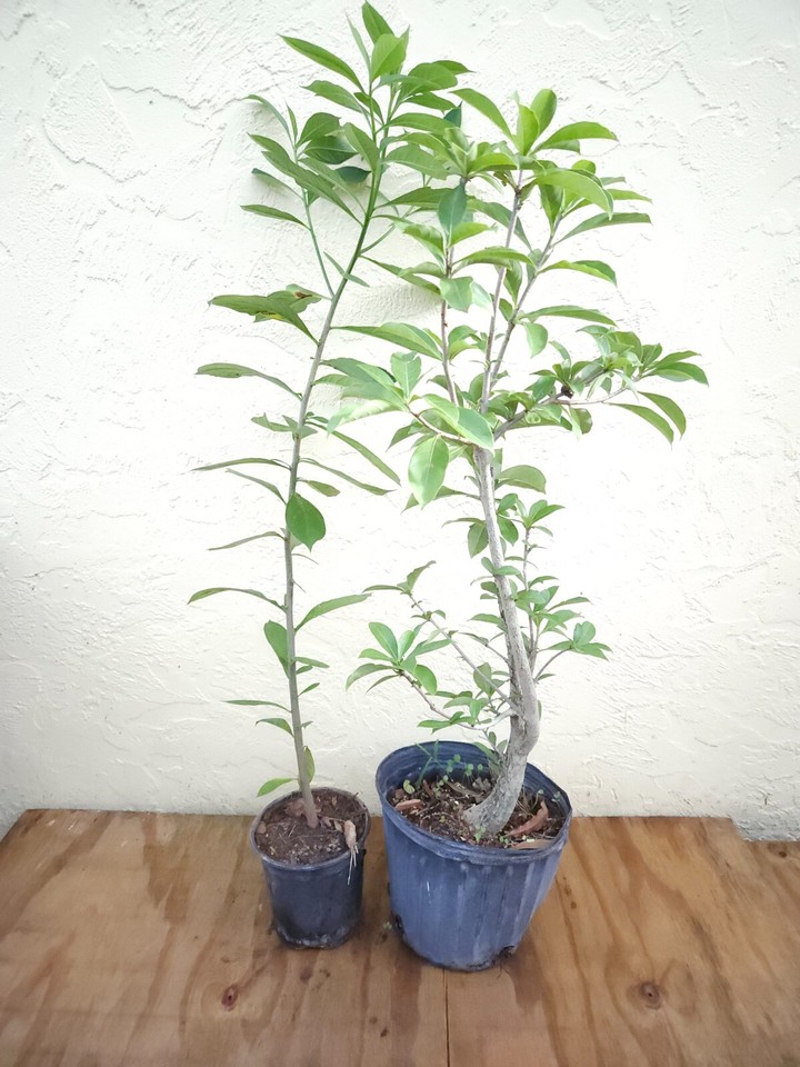RARE LIVE PLANT 3ft Baobab African - Adonsonia digitata - Monkey bread ...