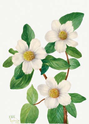 Botanical Plant Illustration - Pacific Dogwood (Cornus nuttallii) Art ...