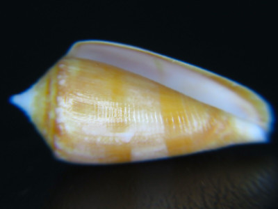 CONUS BARBIERI: TRUE RARE GOLDEN YELLOW FORM @ 22.16MM! YELLOW & GOLD ...
