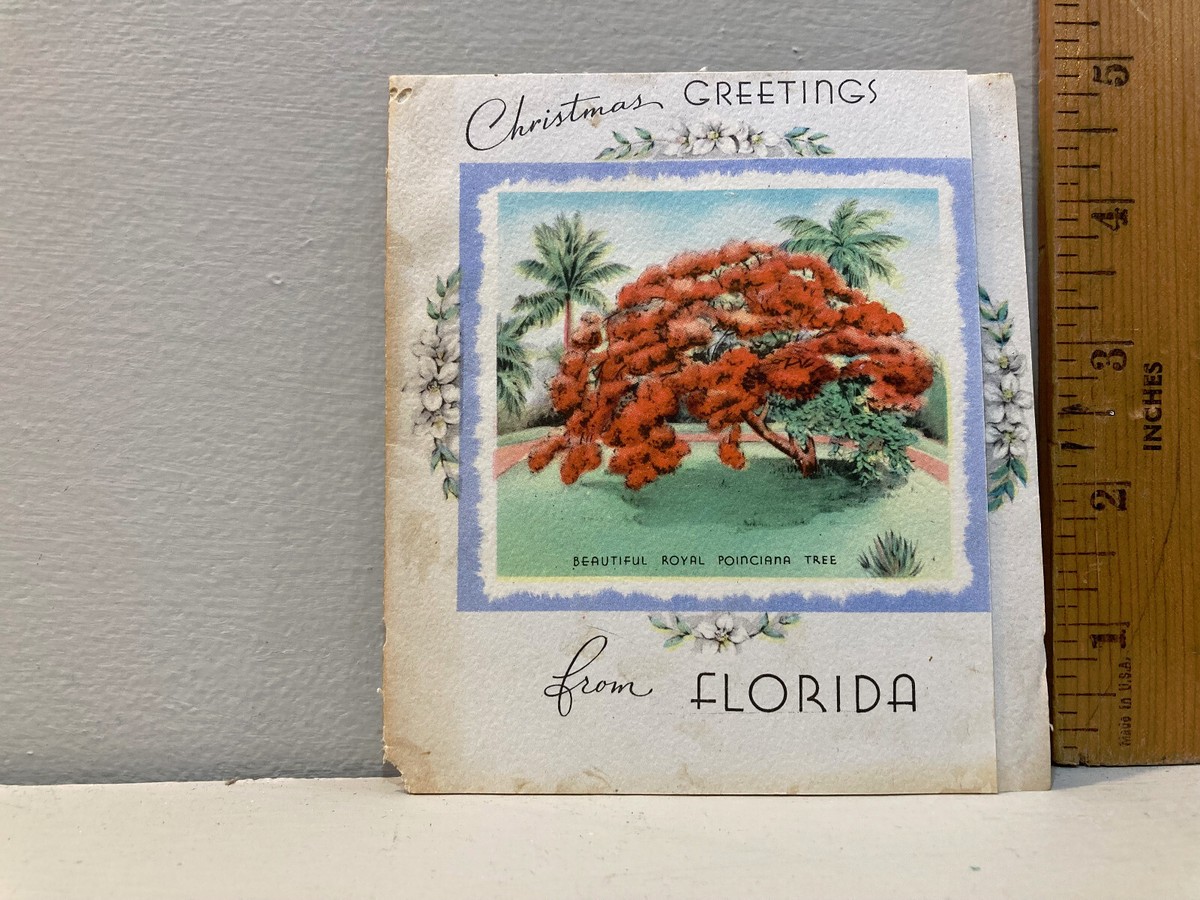 Christmas Cards From Florida Florida Christmas Cards | Zazzle