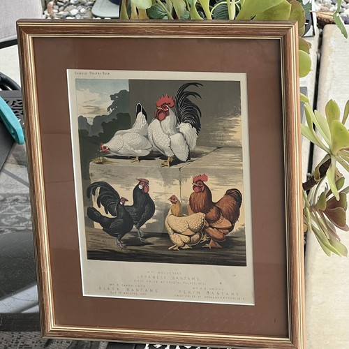 Japanese Bantams - Cassell's Poultry Book Framed Art | eBay