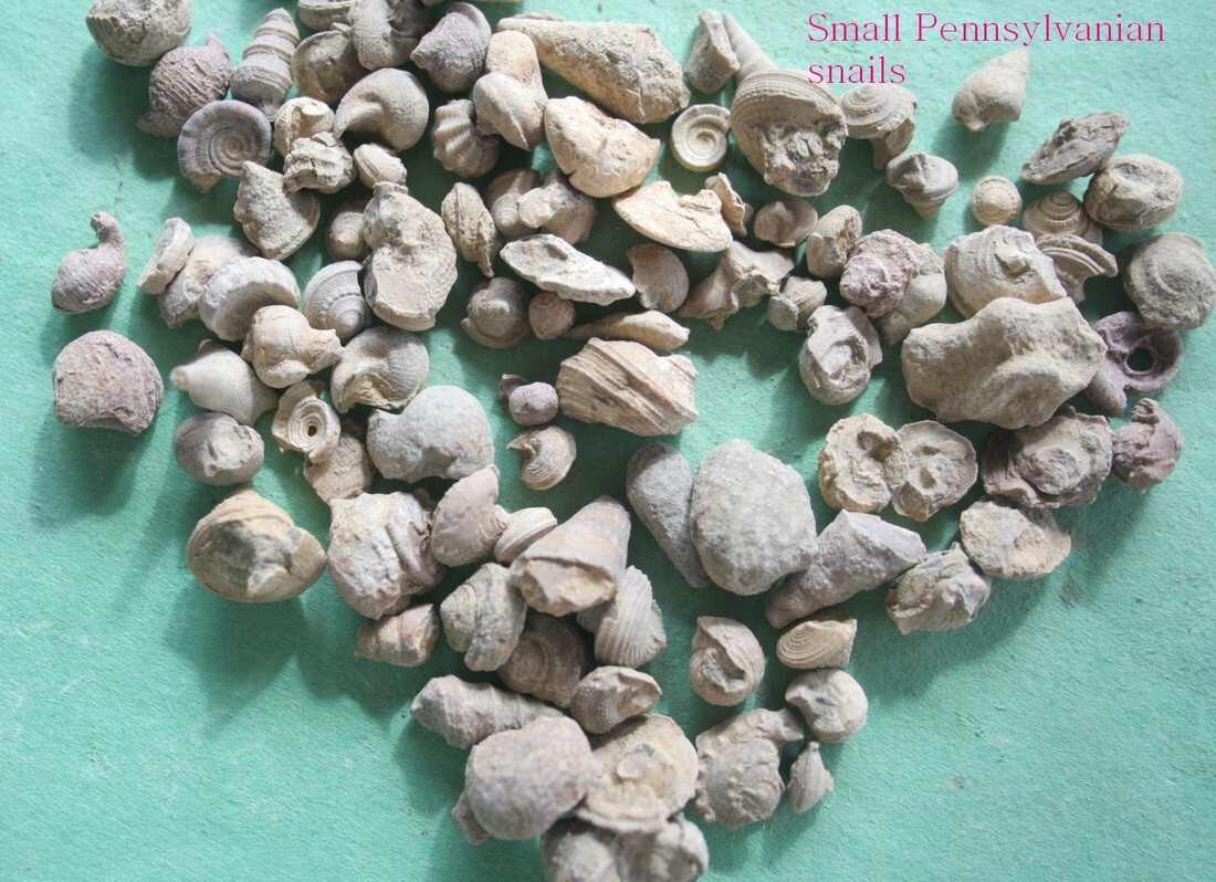 500 tiny Pennsylvanian period snails from Texas fossils | eBay