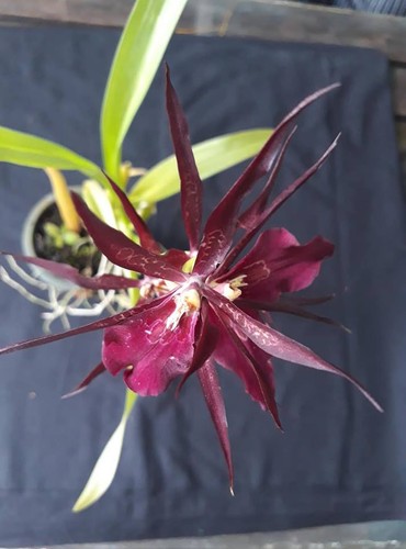 Miltassia Royal Robe orchids Plant FREE PHYTO certificate | eBay