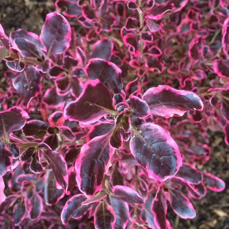 2 x Coprosma Eclipse Mirror Plants - 15-30cm Inc Pot Size - Evergreen ...