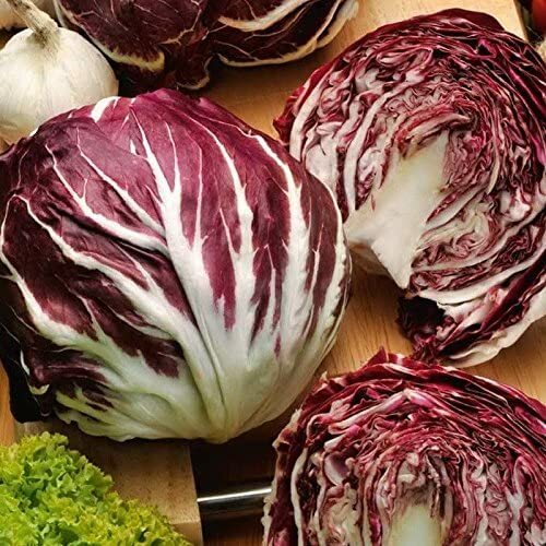 Rare Organic Vegetable Red Chicory Salad Seeds "Palla Rossa" Natural ...