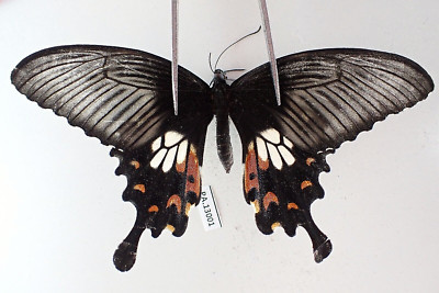 PA13001. Insects, butterflies: Papilio sp. Central Vietnam | eBay