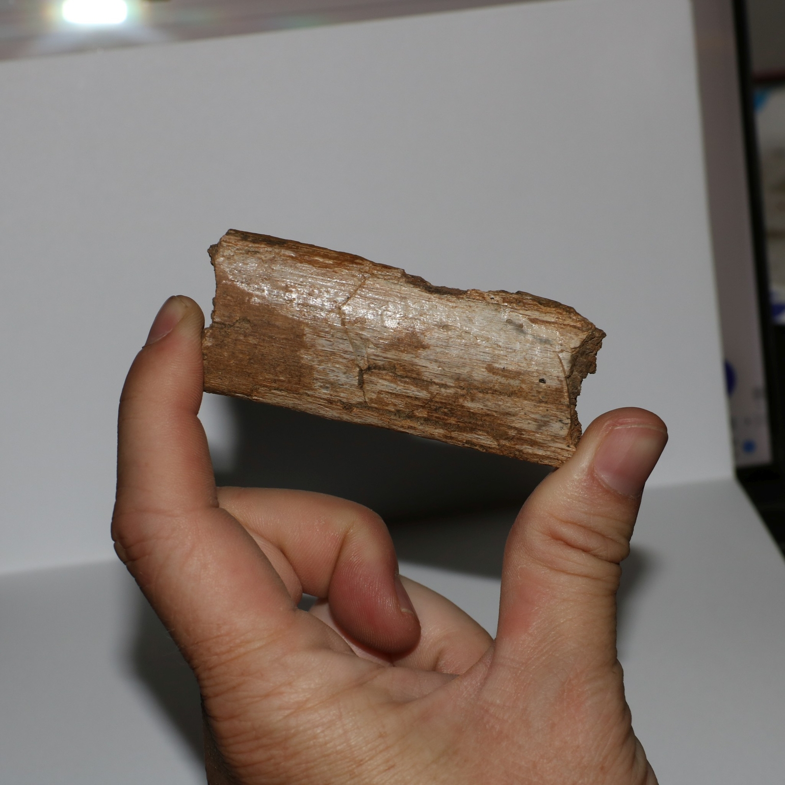 Dinosaur Rib Fossil - Hell Creek Formation - Cretaceous Edmontosaurus ...