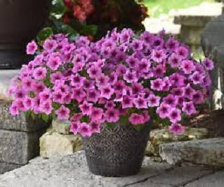 Petunia Easy Wave Rose Fusion 1,000 seeds | eBay