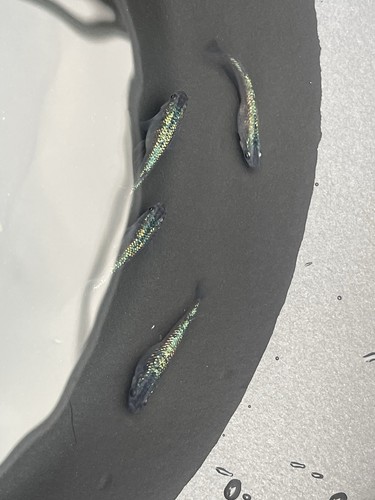 5+1 Sapphire Japanese Rice Fish.Us bred Medaka. High Quality Juveniles ...