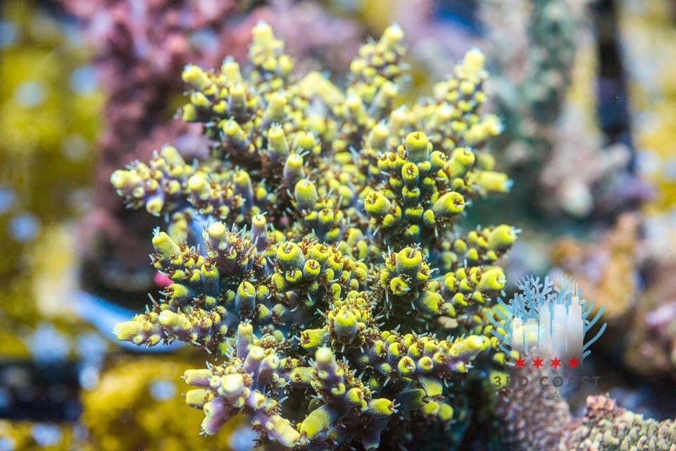 Reef Raft USA Pink Floyd ReefNation Coral Frag SPS Zoa LPS Paly Polyps ...