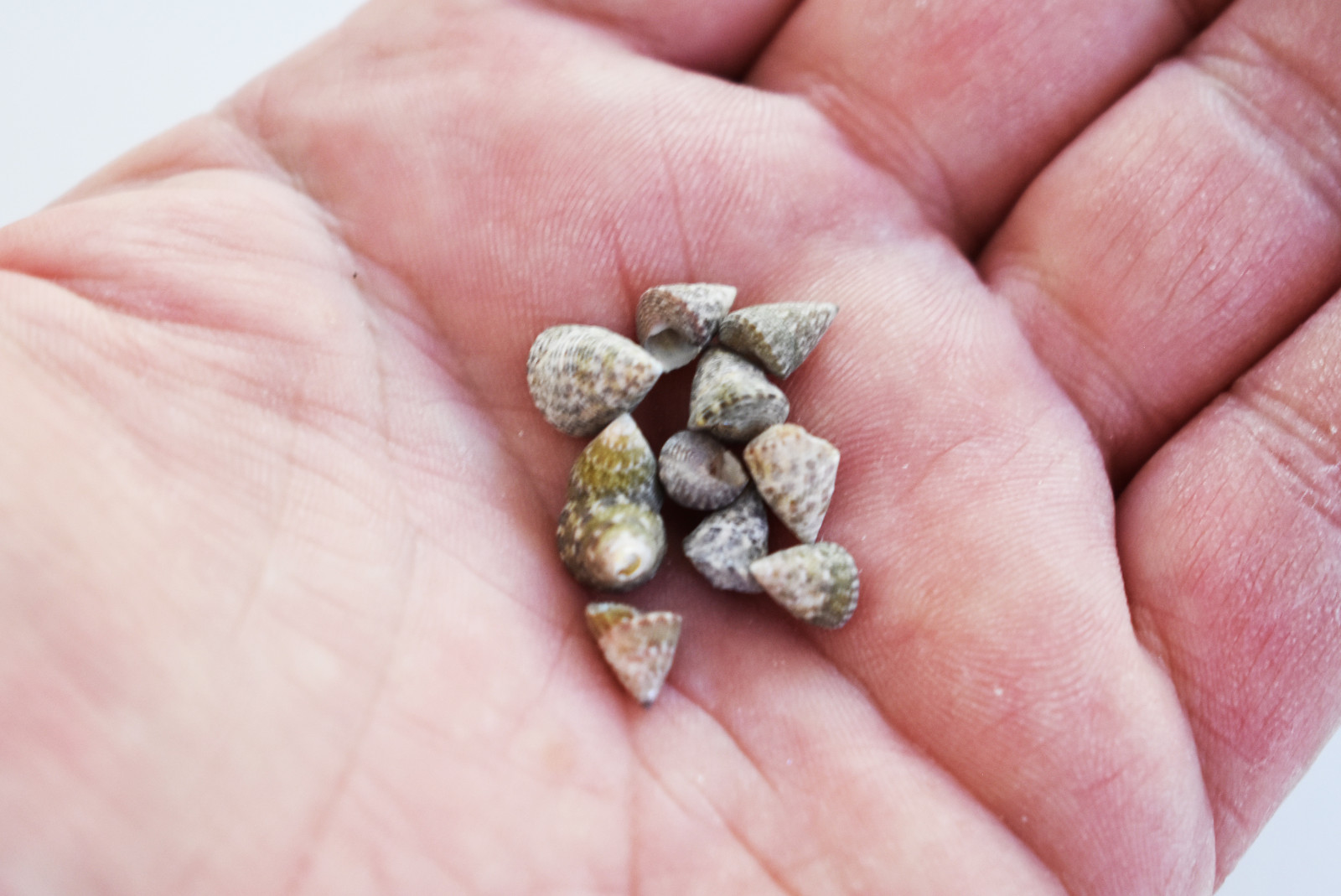 1/2 Lb(1500) Natural Top Mini Shells Seashells Tiny 1/4" Beach Decor ...