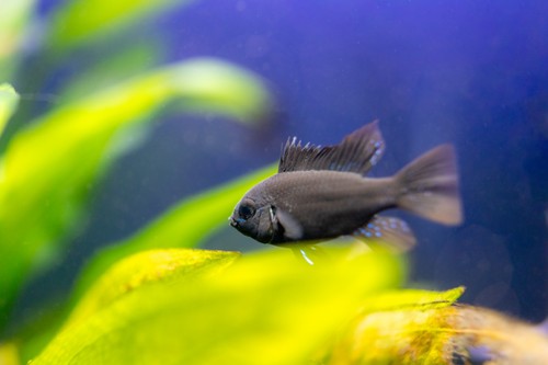 6 German Black Knight Ram Dwarf Cichlids | Live Fish | U.S. Bred | eBay