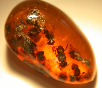 Very RARE Swarm of Extinct Stingless Bees in Dominican Amber Fossil ...