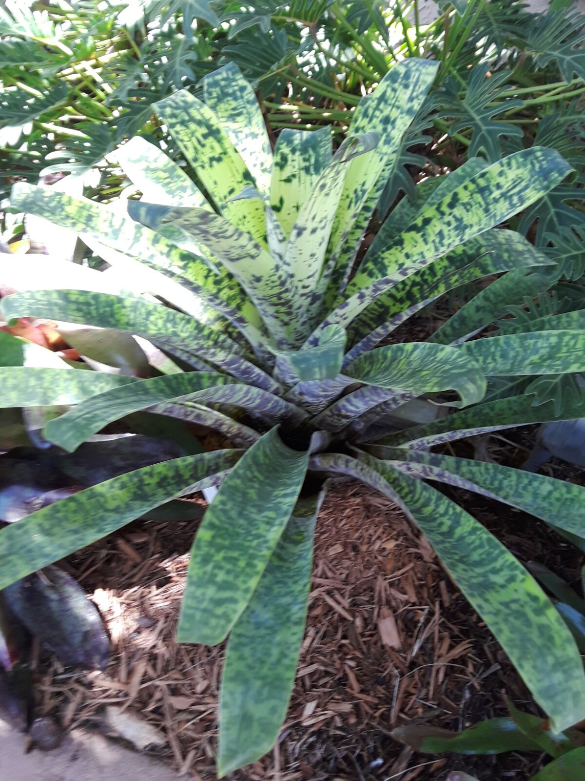 Vriesea GOUDAEA OSPINAE Smudge Pattern Bromeliad one tropical plant ...