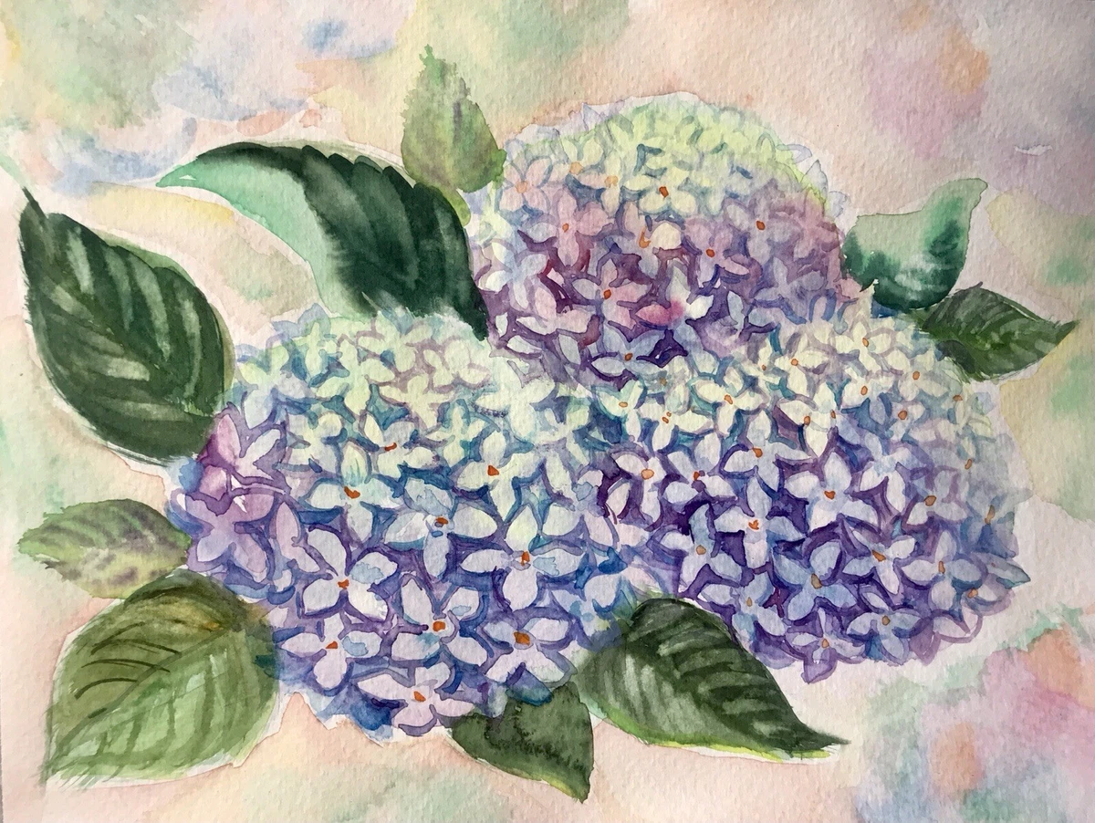 Hydrangea Watercolor