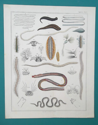 WORMS Leeches Parasites Nereide Eunice Hesione - 1843 COLOR Print Oken ...