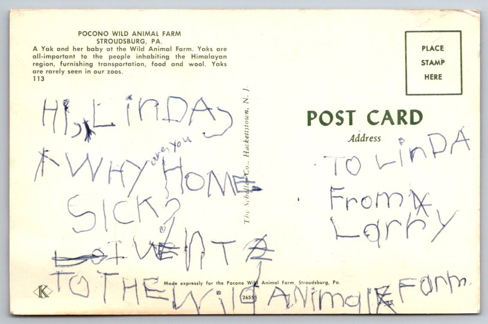A Yak And Her Baby Animal Farm Stroudsburg PA Vintage Postcard AF114 | eBay