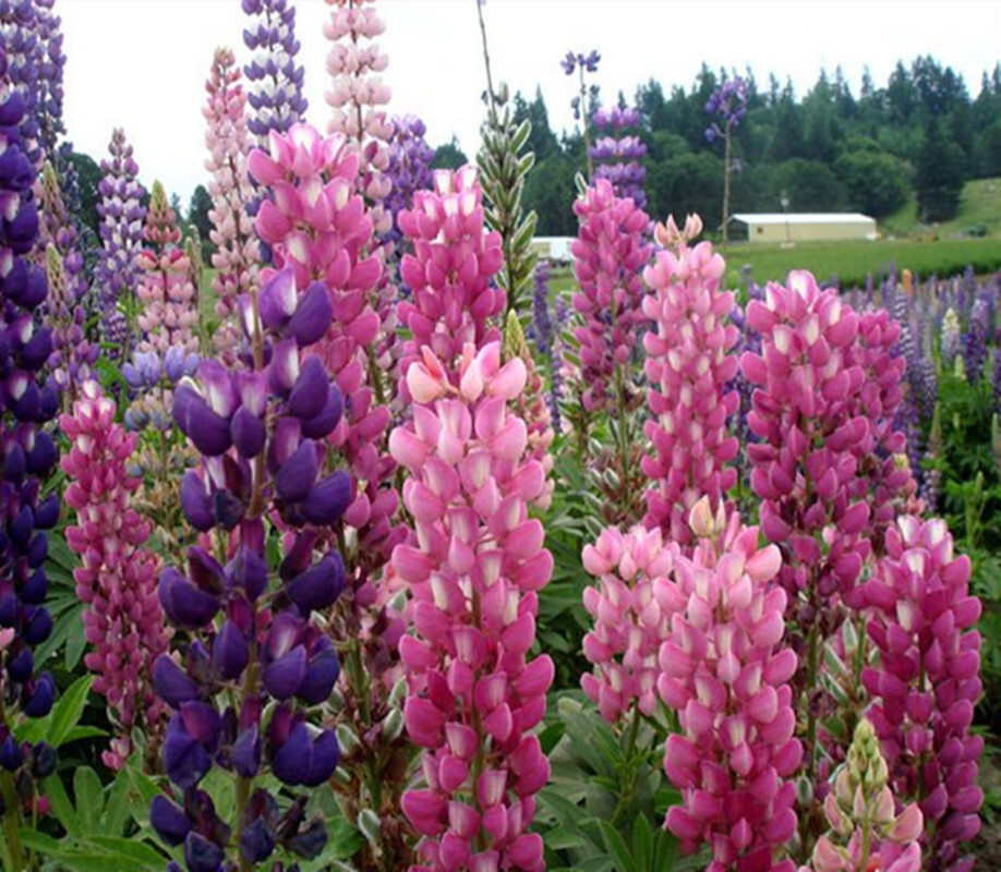 20 EXOTIC rare LUPINE SEEDS for garden flower beds plant bush USA ...