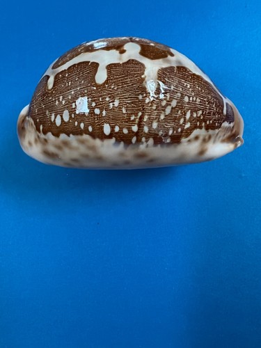 Cypraea mappa mappa ~ Superb dark form | eBay