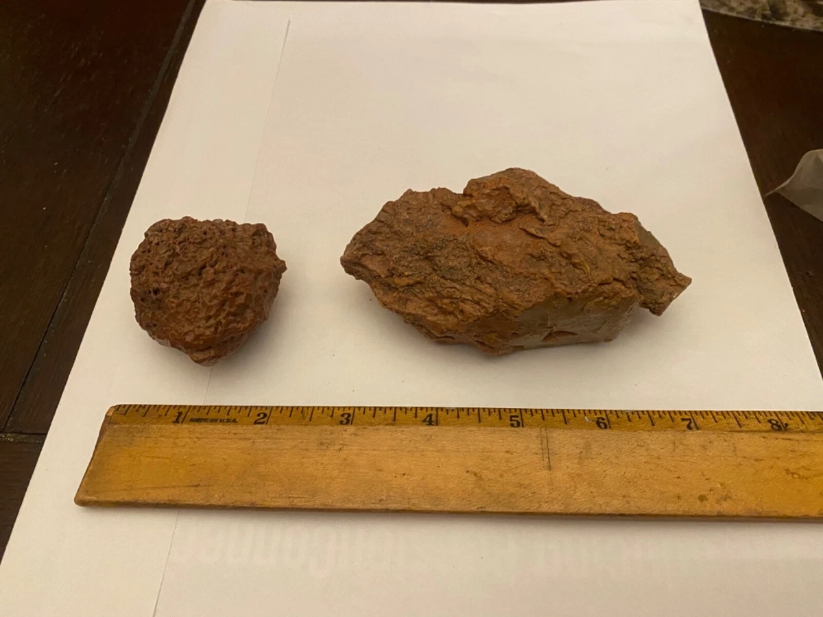 Fossilized Dinosaur Dung