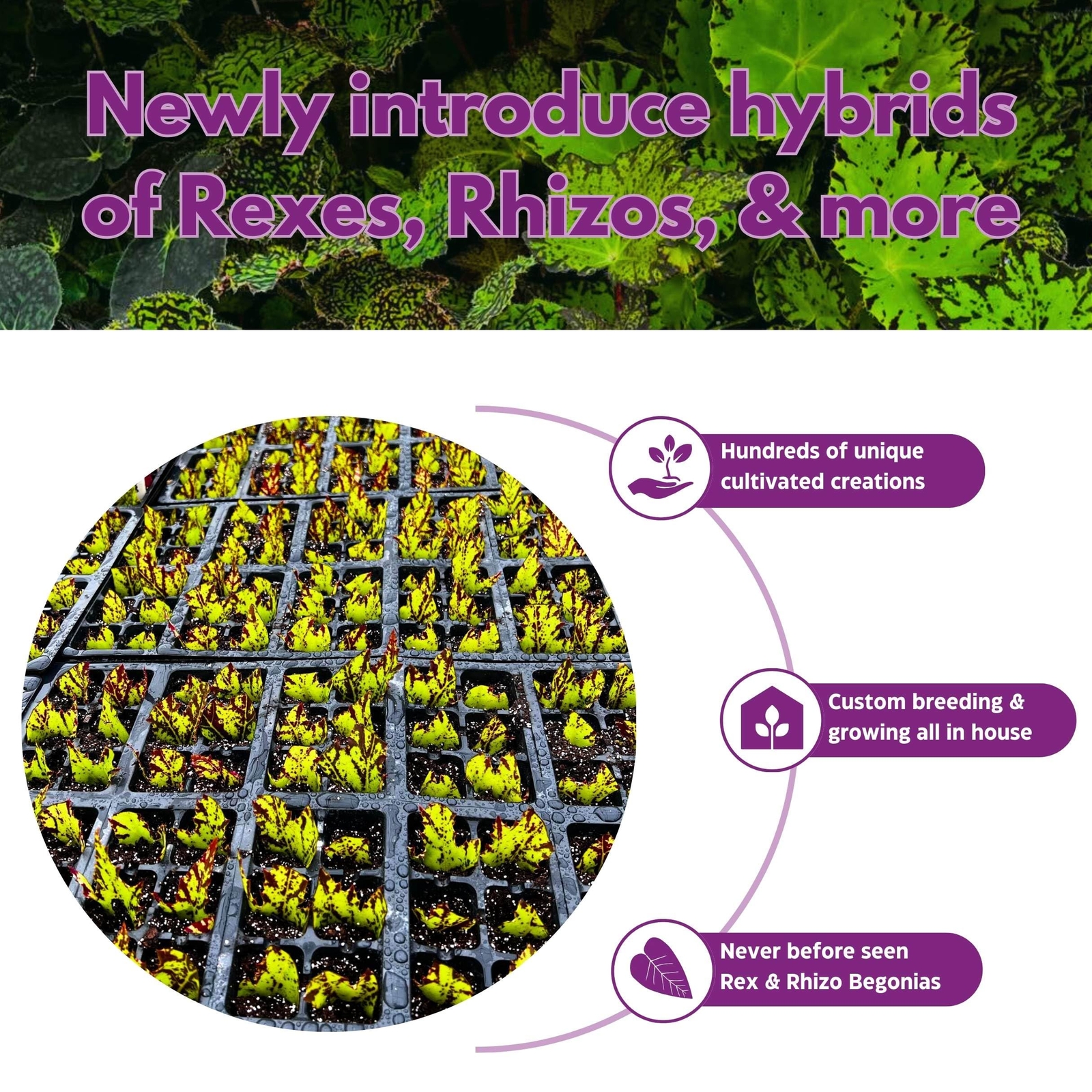 Harmony Foliage Hunter's Fire and Ice African Violet Saintpaulia 4 inch ...