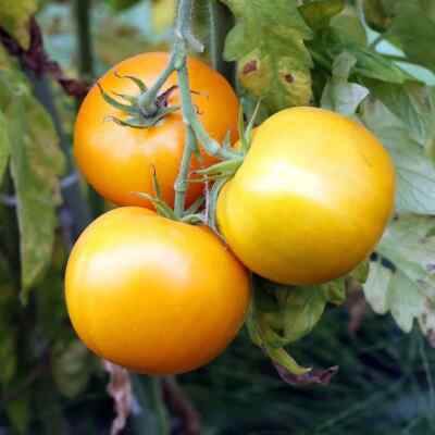 Tomato Golden Queen Seeds Heirloom Tomatoes Vegetable Garden Gold Queen ...