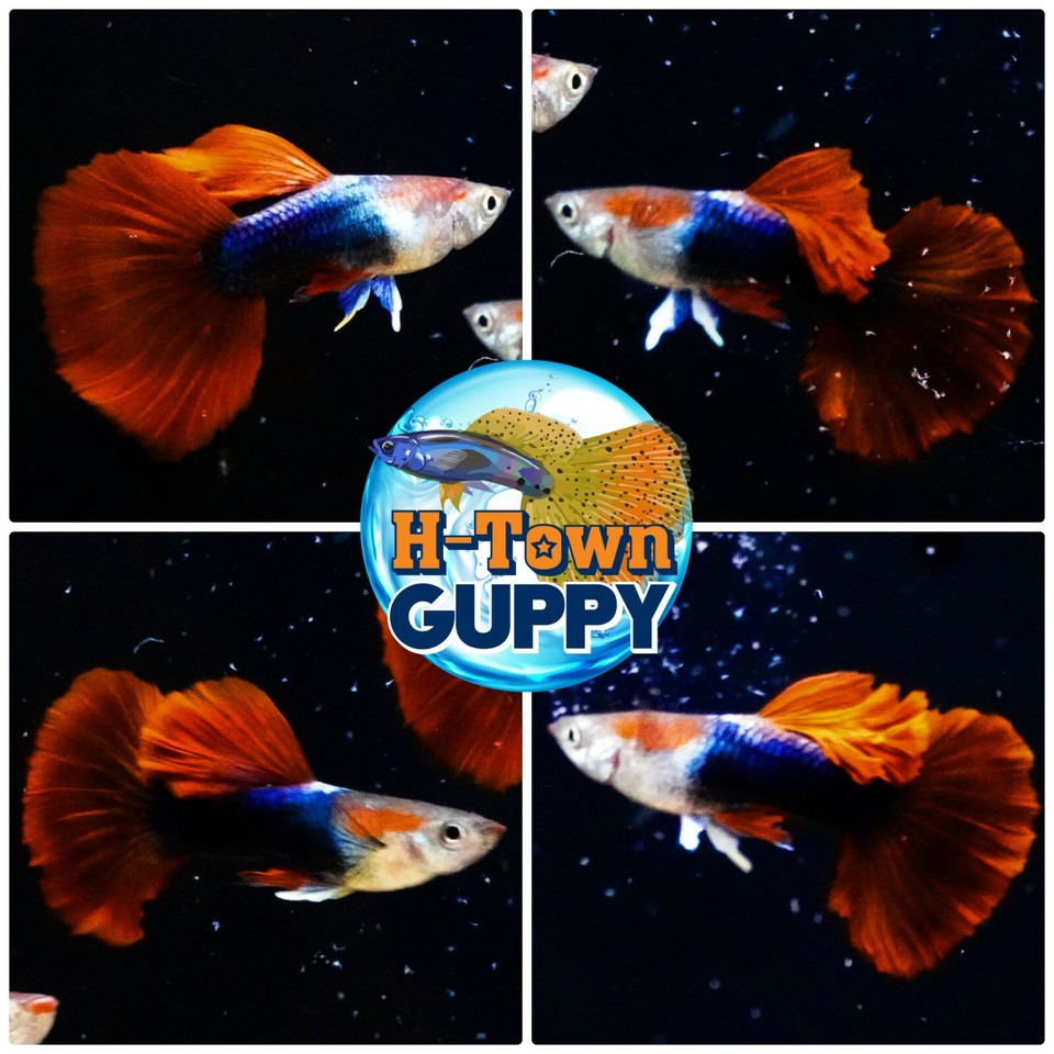1 TRIO - Live Aquarium Guppy Fish High Quality - HB Red Rose - USA ...