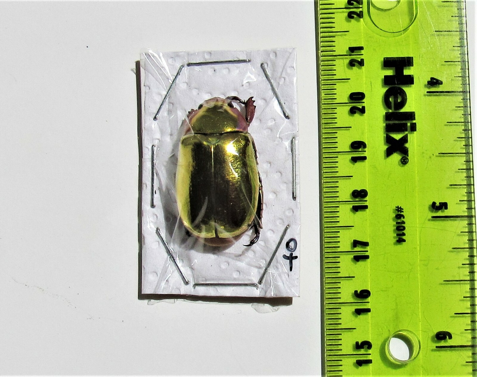 Extremely Rare GOLD Glorious Jewel Beetle Plusiotis aurigans (Chrysina ...