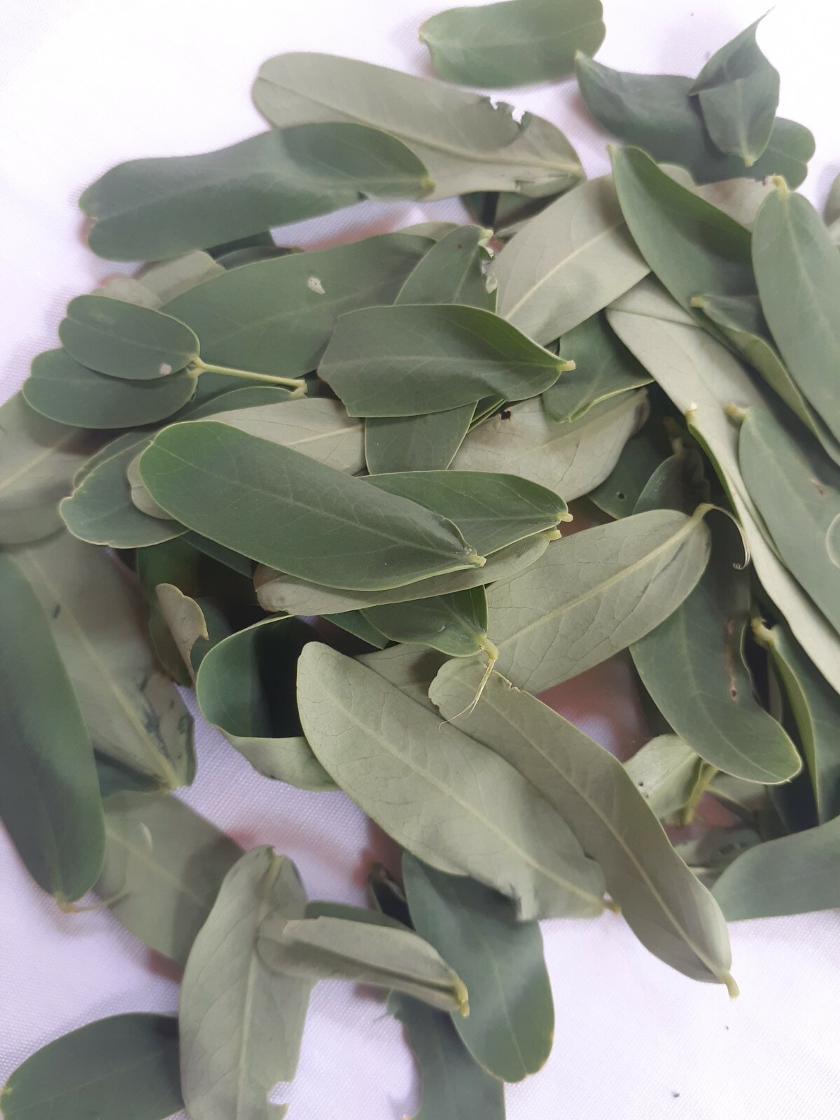 Dried Kathurumurunga Leaves Sesbania Grandiflora Hummingbird Leaves for ...