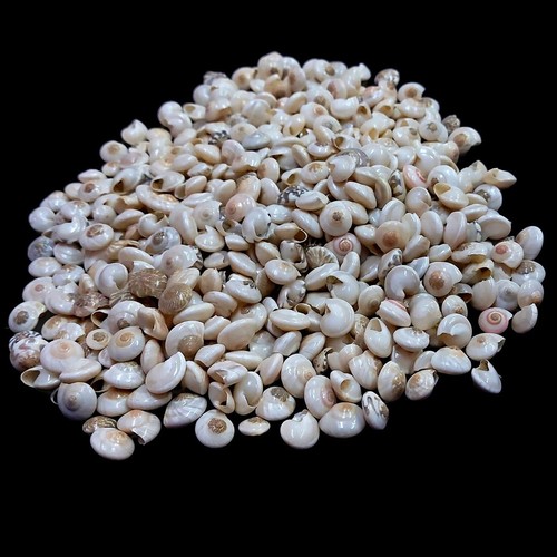 White Swirl Conch Shells Snail Shells Natural Sea Shell 15 KG | eBay