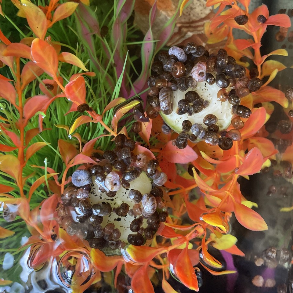 100 Feeder Snails Live Tank Cleaner Pea Puffer Turtle Food Ramshorn ...