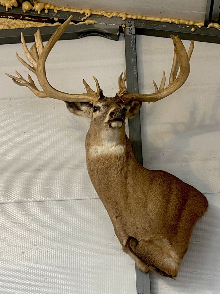 Deer Taxidermy Shoulder Mount For Sale 31-Point Stud Trophy Room Man ...