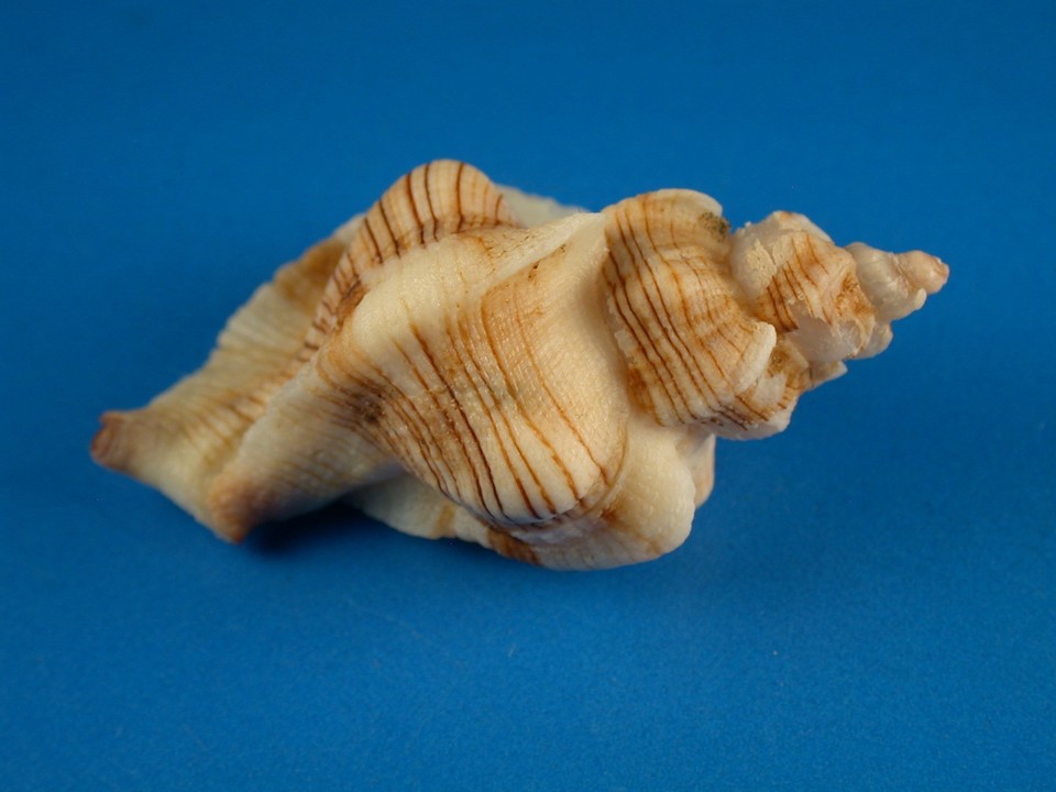 Pteropurpura festiva, Great Sculpture and Dark Pattern, 48.2mm ...