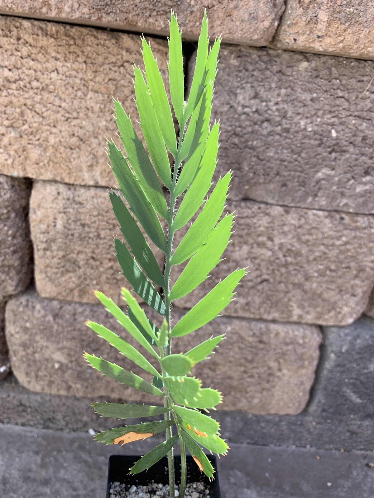Encephalartos Dyerianus LOWVELD CYCAD Endangered Rare Ice Blue Cycads ...