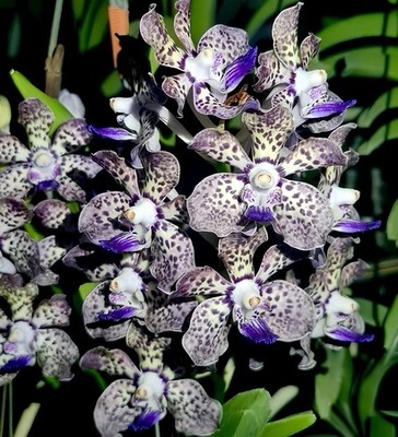Papilionanda Kyra Green × Paksorn Fragrance – Fragrant Vanda- From ...