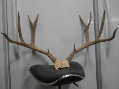 28 0/8 wide 5x5 Colorado MULE DEER RACK antlers whitetail mount sheds ...