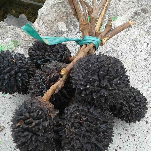 Black rambutan Kapulasan Pulasan 50 Seeds | eBay
