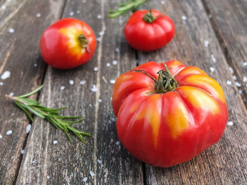 25 TOMATO "Rouge De Marmande" SEEDS(SOLANUM LYCOPERSICUM); Popular ...