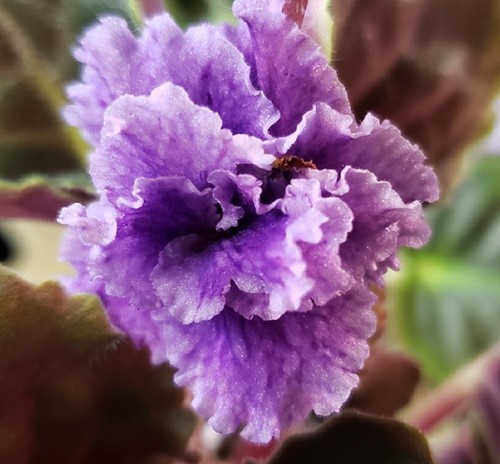 African Violet ** French Lilac | eBay