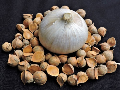 10 Elephant Garlic Corms - UK Grown Plant Now For Huge Bulbs | eBay UK