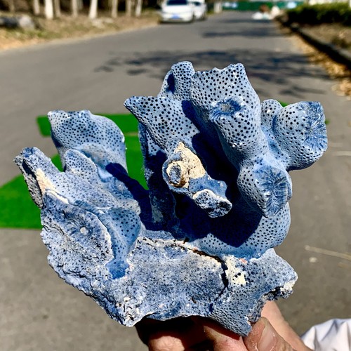1.81LB Natural Blue Coral Reef Cluster Marine Mineral Crystal Specimen ...